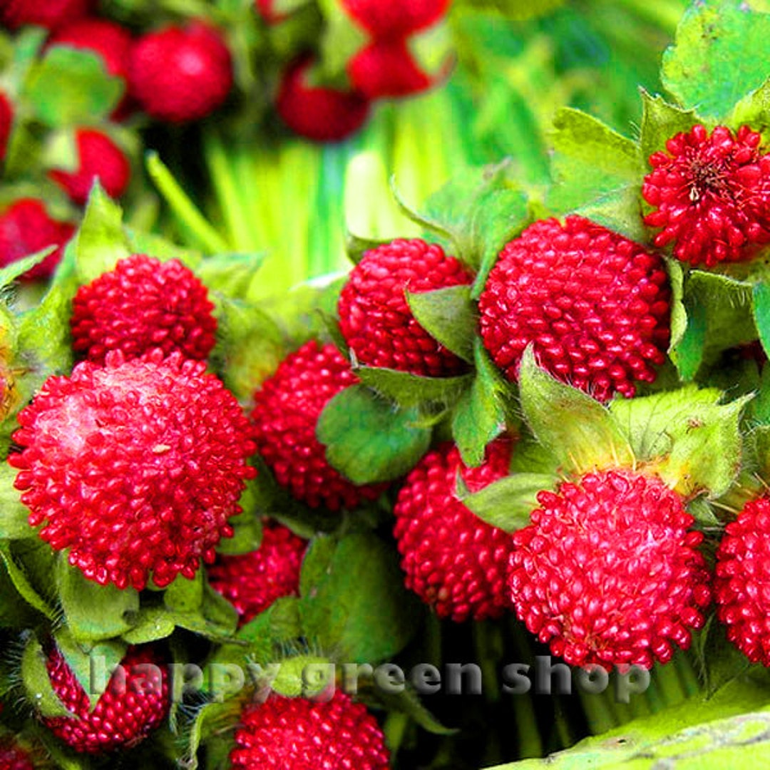 MOCK STRAWBERRY - 150 SEEDS - Duchesnea Indica Fragaria - Trailing ...