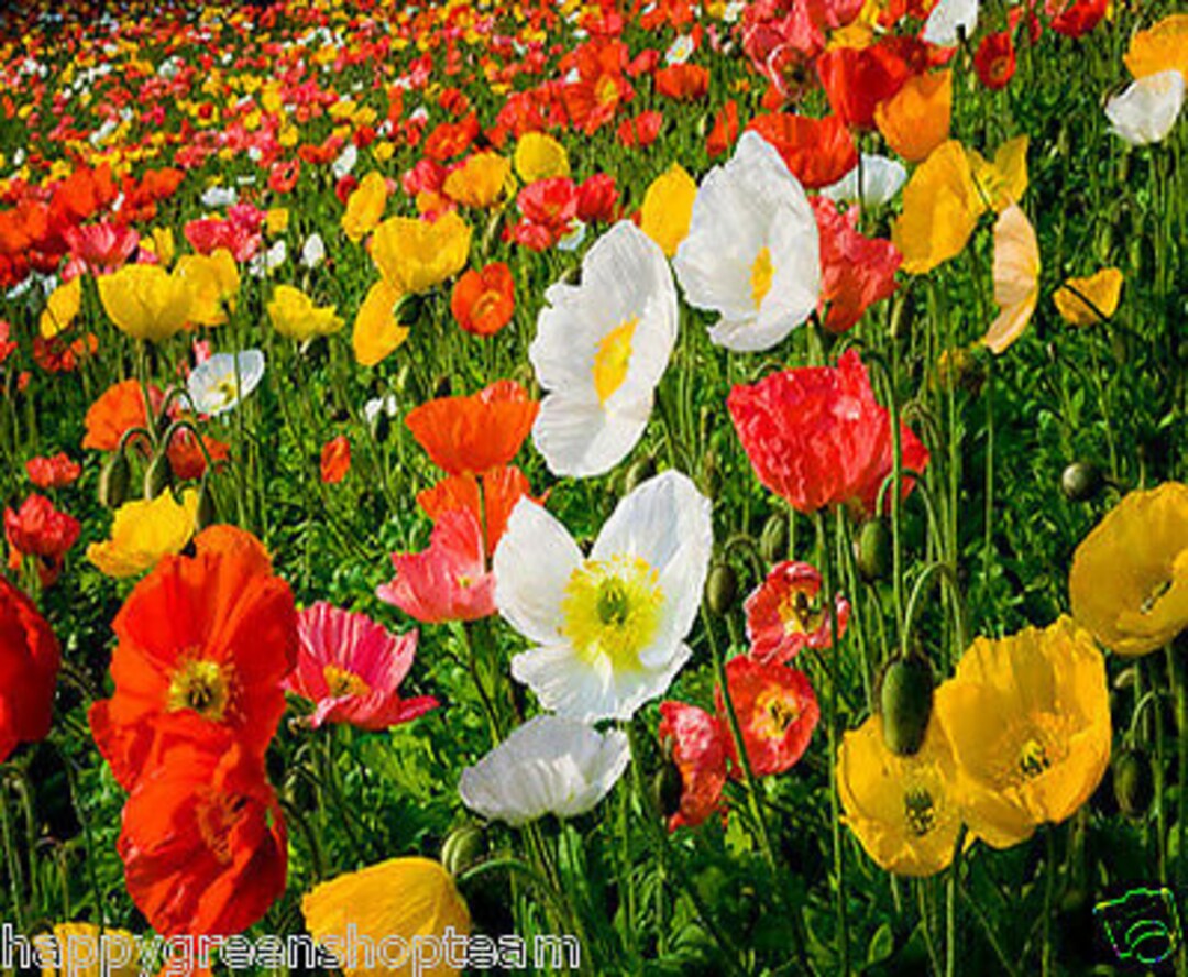Shirley Poppy Mixed- ENGLISH POPPY - 23 000 Seeds - Papaver Rhoeas ...