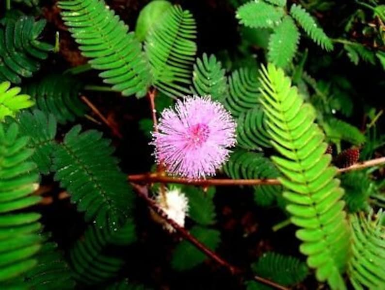 SENSITIVE PLANT 75 SEEDS Touch me not Mimosa pudica | Etsy