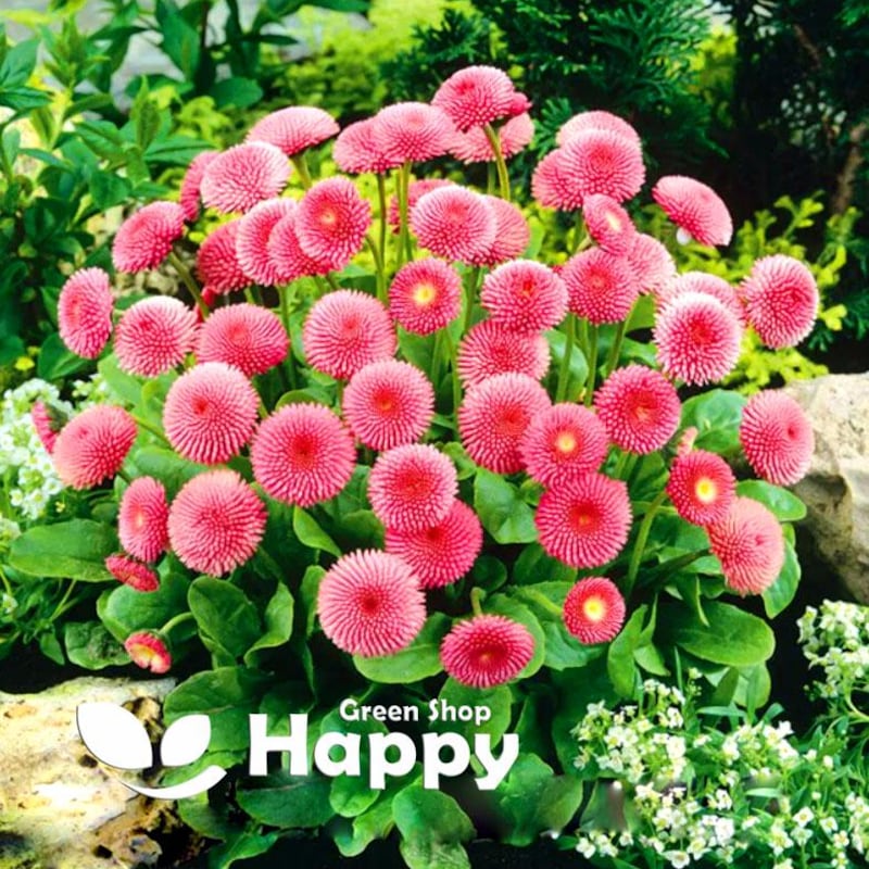 English Daisies Plants - Etsy UK