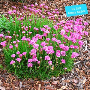 SEA THRIFT Armeria Maritima 120 Scarified Seeds Perennial Flower - Etsy UK