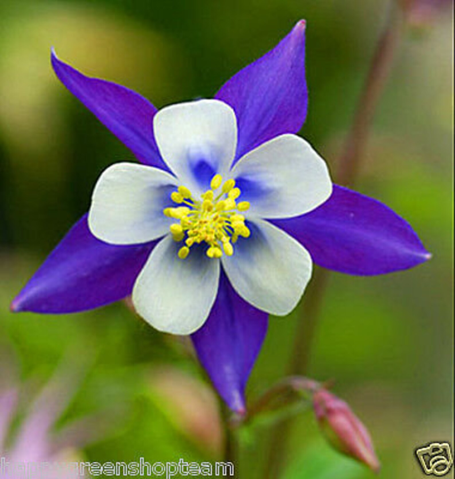 COLUMBINE MIX - Mrs Scott Elliott - 250 Seeds - Aquilegia Caerulea ...