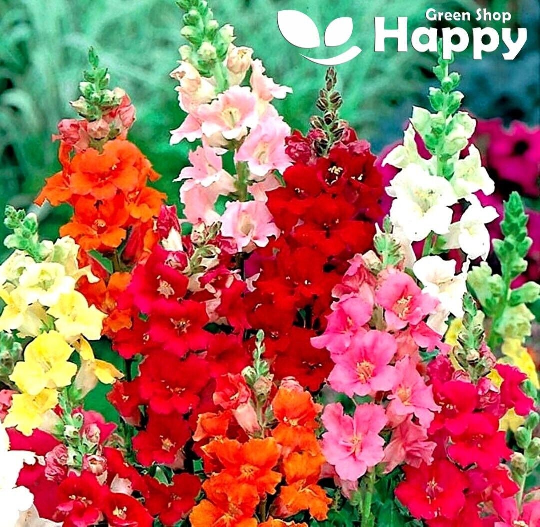 SNAPDRAGON TRUMPET SERENADE - 1000 Seeds - Antirrhinum Majus - Open ...