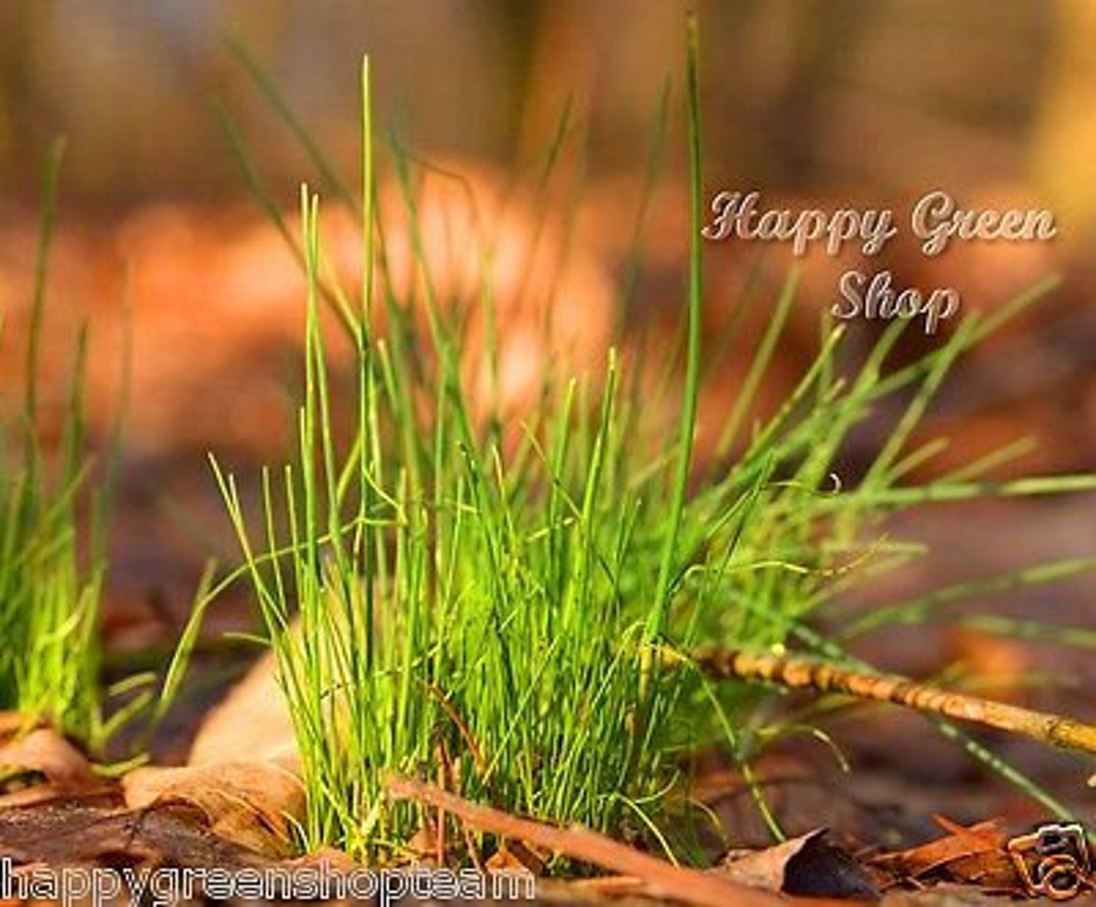 HERB - CHIVES Thin Chicks - 1000 Seeds - Fantastic Garden Balcony Herb ...