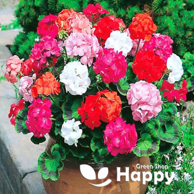 GERANIUM COLORAMA F2 MIX 10 Seeds Pelargonium Zonale - Etsy Canada