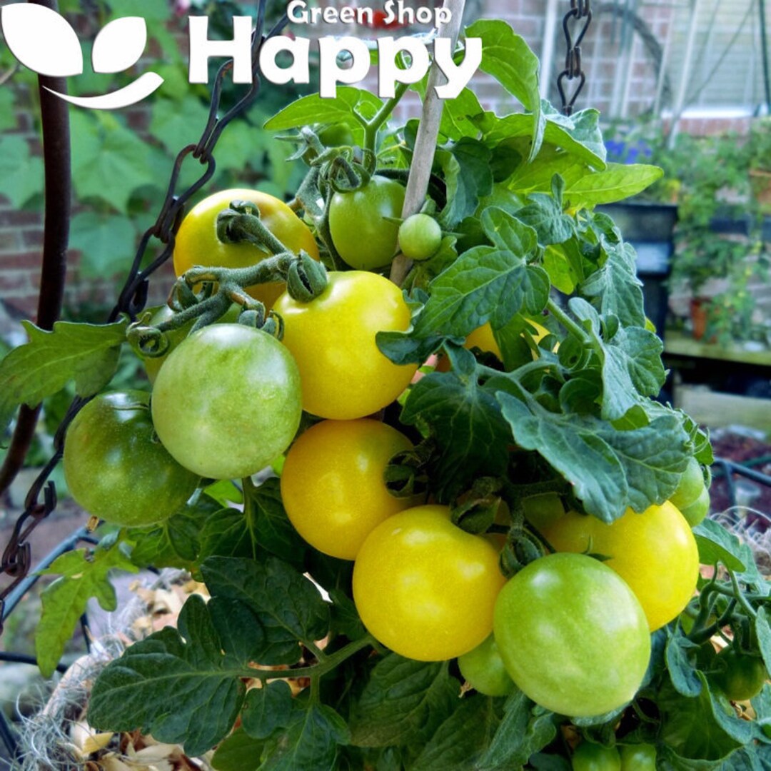 Tomato - Aztek - 75 SEEDS - Solanum Lycopersicum - Micro Tomato ...