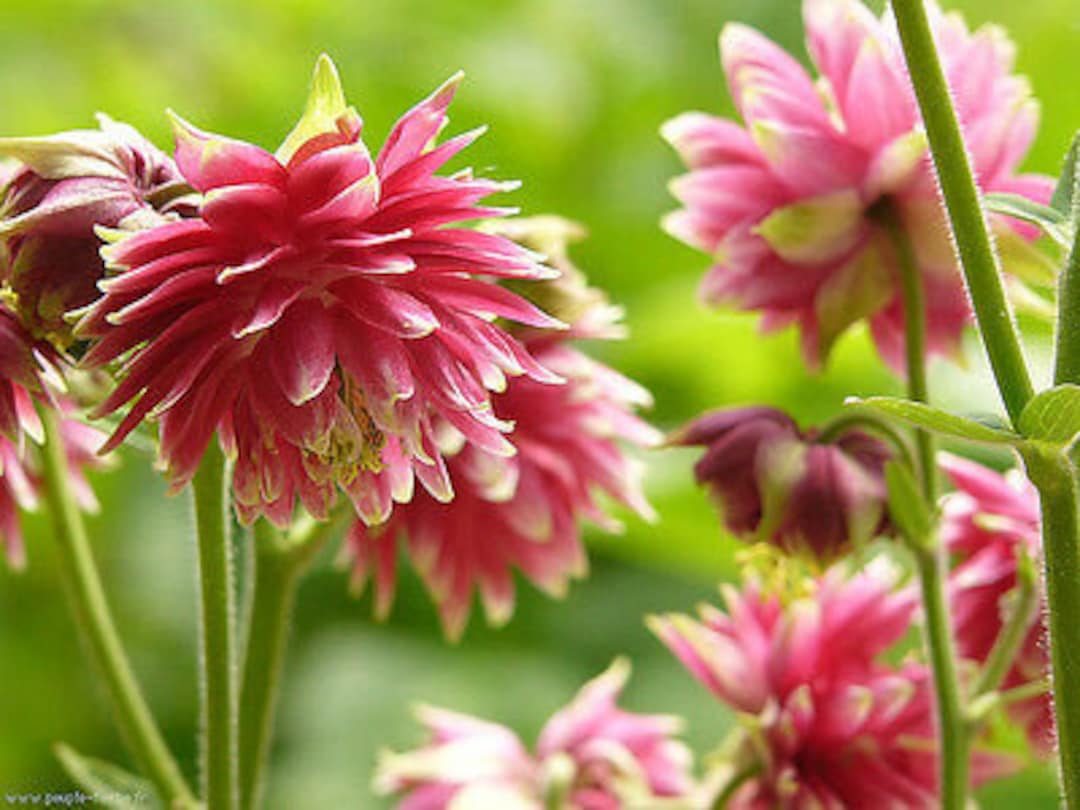 NORA BARLOW - COLUMBINE Pink - Aquilegia Vulgaris - 300 Seeds - Rare ...