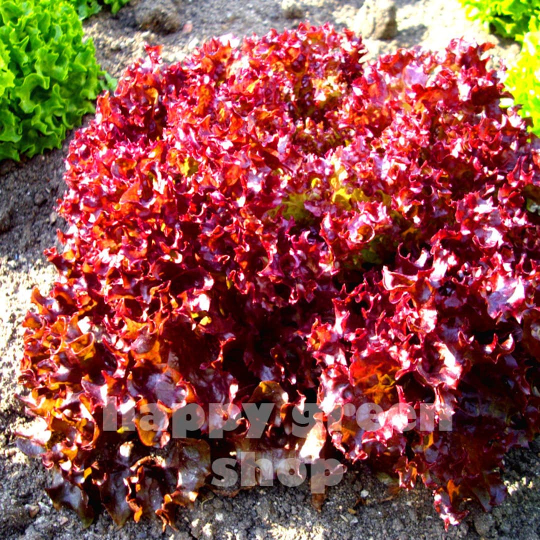 LOLLO ROSSO - Loosy Leaf Lettuce - 1000 Seeds - Vegetable Seeds - Etsy