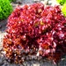 LOLLO ROSSO - Loosy Leaf Lettuce - 1000 Seeds - Vegetable Seeds - Etsy