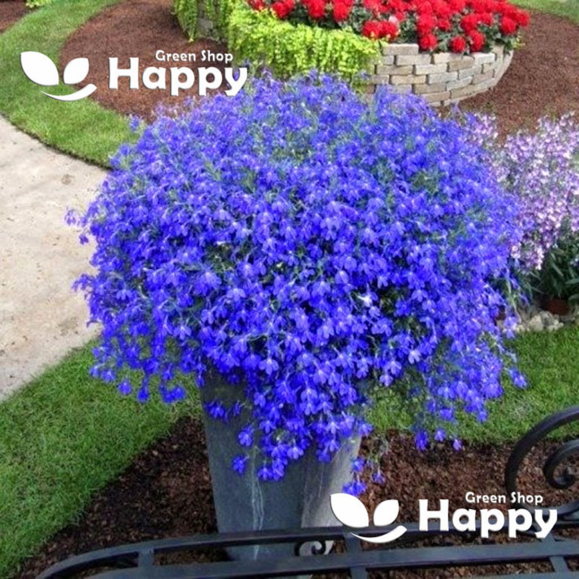 Trailing Lobelia BLUE SAPPHIRE 6000 Seeds Lobelia Pendula - Etsy UK