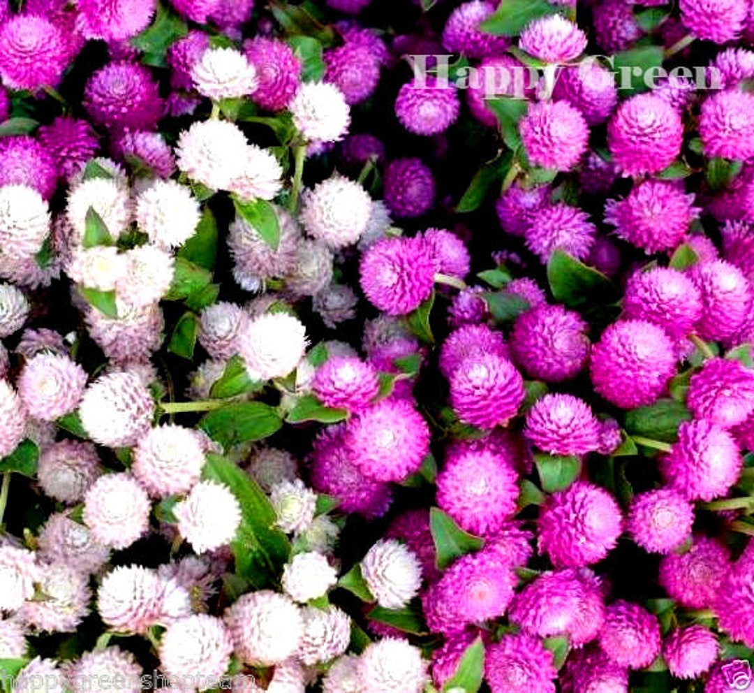 GOMPHRENA MIX - Gomphrena Globosa - 120 GRAINES - Fleur annuelle - Etsy ...