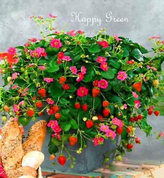 Rainbow Strawberry Seeds