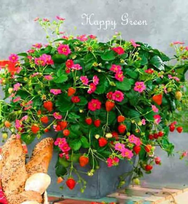 Strawberry Trailing Rainbow Treasure F1 - Fragaria X Ananassa - 5 SEEDS ...