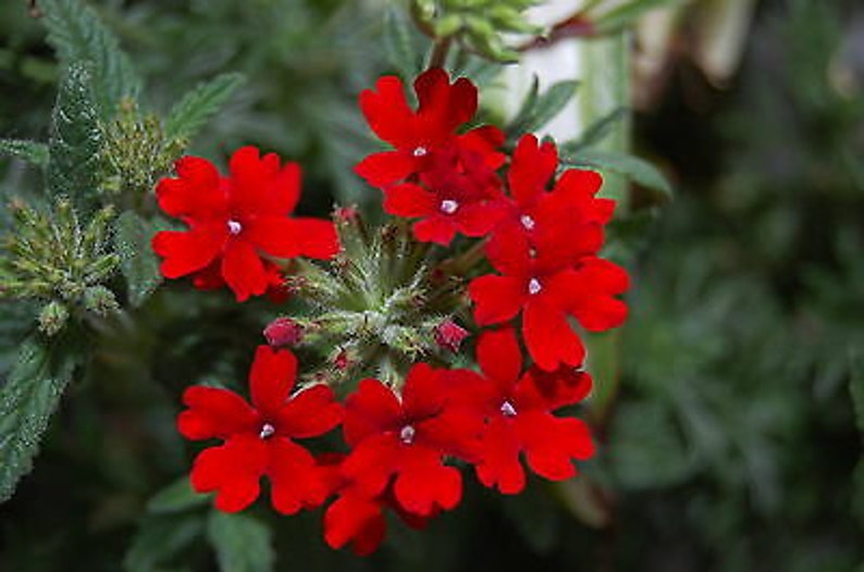 Verbena Florist Mix 200 SEEDS Verbena Hybrida FLOWER - Etsy