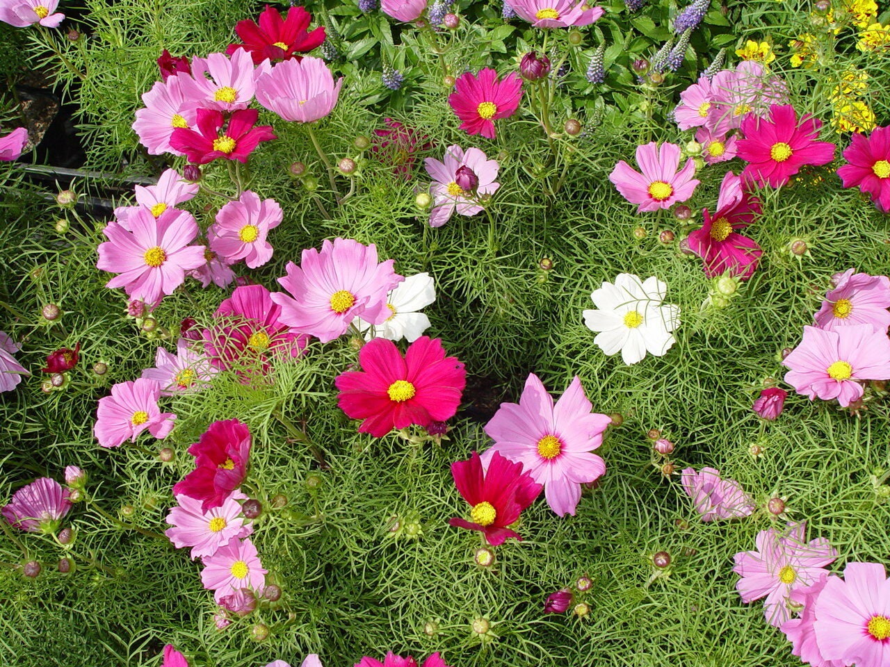 FLOWER COSMOS Sea Shells Mix 400 Seeds Cosmos - Etsy UK