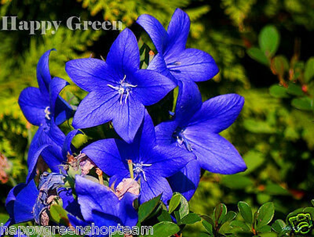 BALLOON FLOWER ASTRA Blue - 250 Seeds - Bellflower Platycodon ...