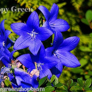 BALLOON FLOWER ASTRA Blue - 250 Seeds - Bellflower Platycodon ...