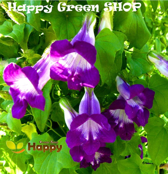 Asarina Seeds Climbing Snapdragons Flowering Vine Seeds Climbing