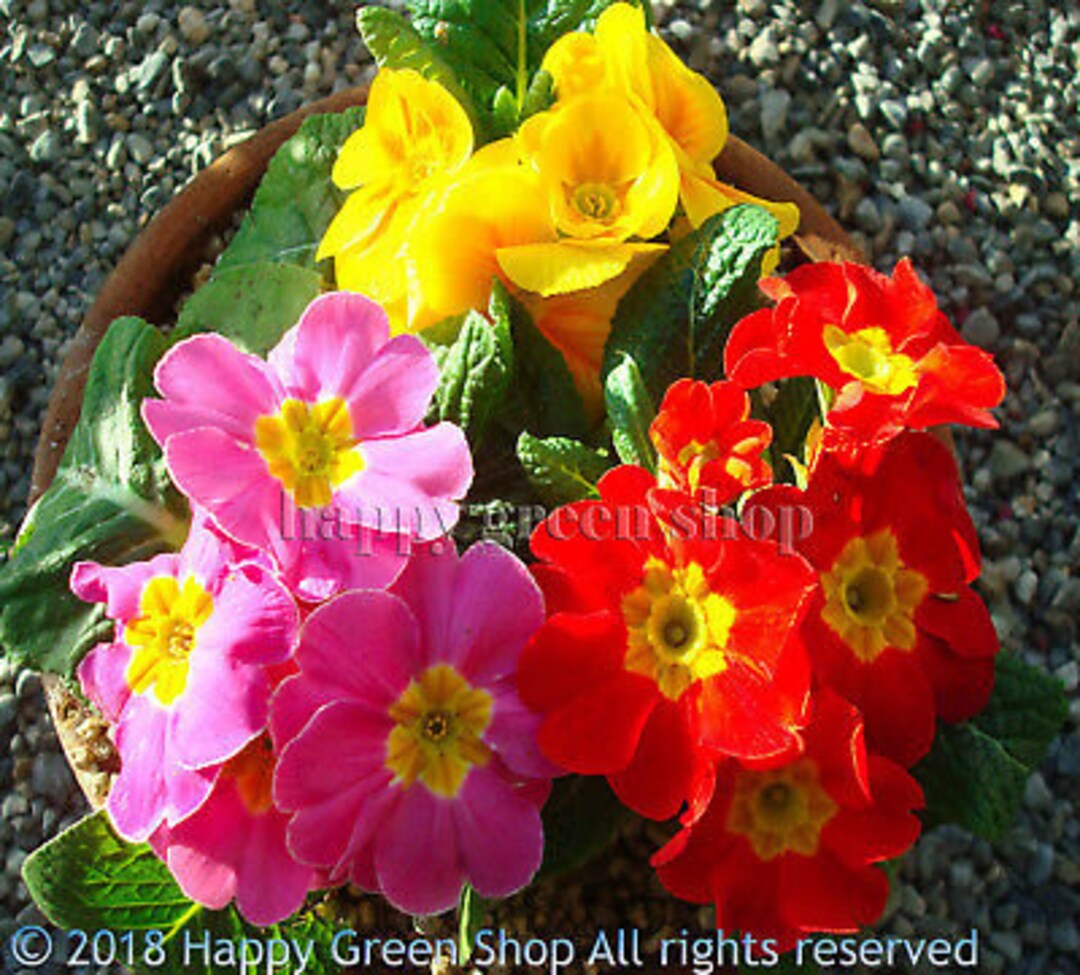 PRIMROSE - Potsdam Giant Mixed - 100 Seeds - Primula Acaulis ...