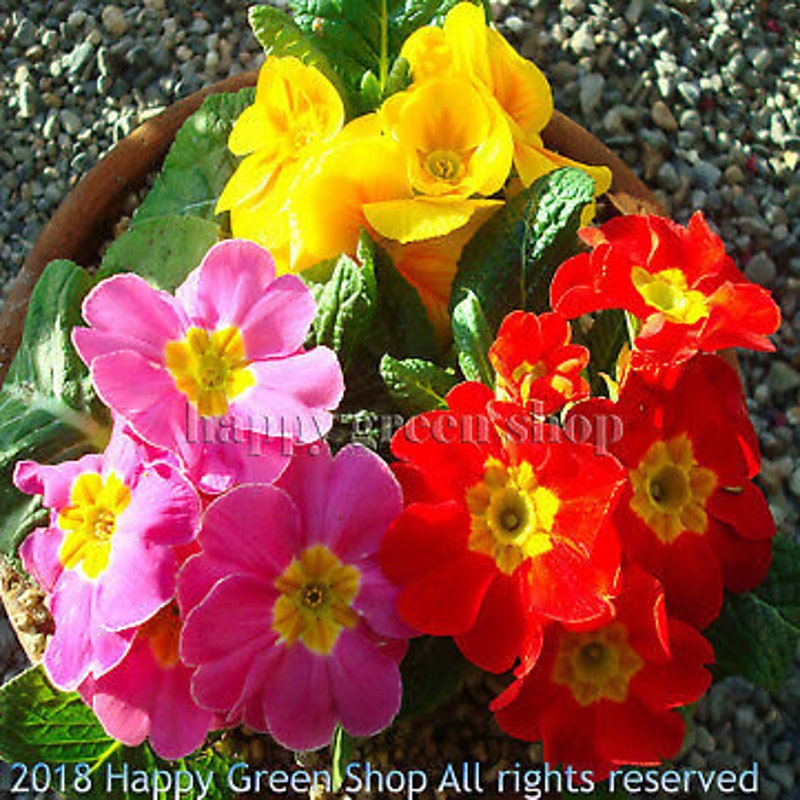 HappyGreenShopSeeds - Etsy