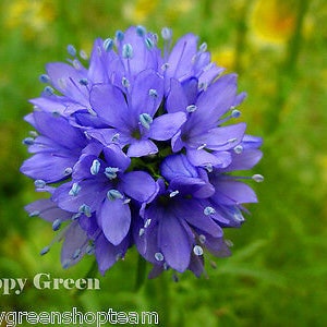 BLUEHEAD GILIA - 1000 SEEDS - Gilia Capitata - Annual Flower - Etsy