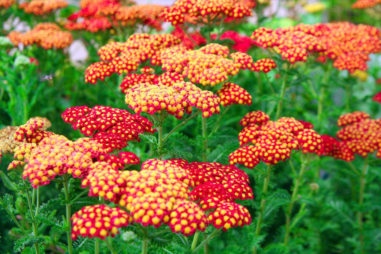 YARROW SUMMER PASTEL Mix 1500 Seeds Achillea Millefolium - Etsy