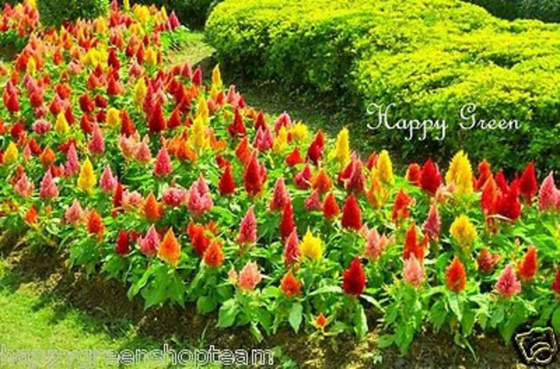 PLUMED COCKSCOMB TALL Mix 900 Seeds Celosia Argentea - Etsy UK