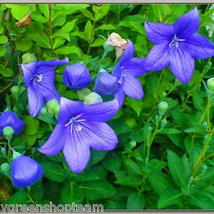BALLOON FLOWER ASTRA Blue - 250 Seeds - Bellflower Platycodon ...