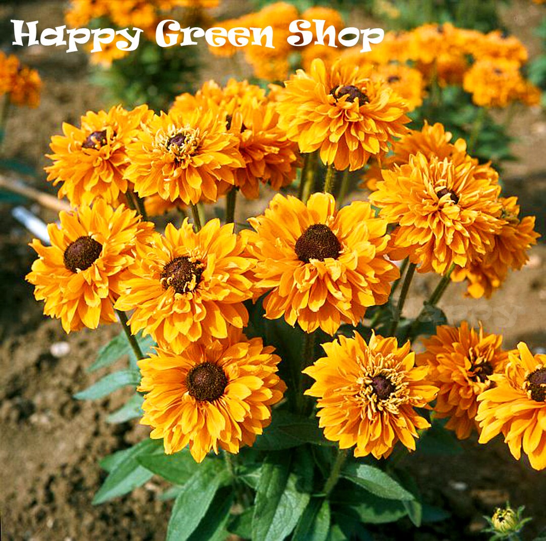 Rudbeckia Flower Goldilocks - SEMI DWARF - 300 Seeds - Rudbeckia Hirta ...