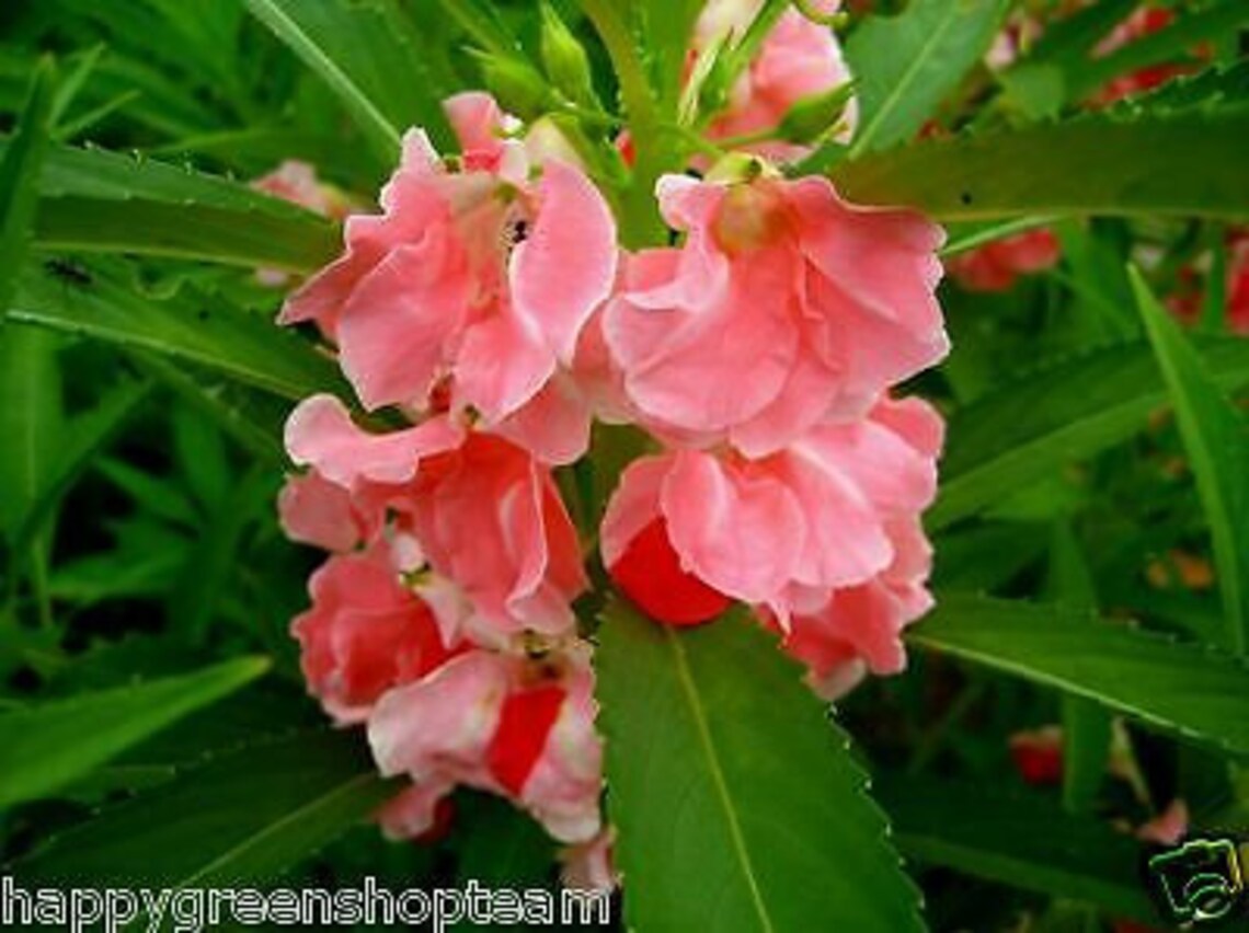 GARDEN BALSAM DWARF Mixed 200 Seeds Impatiens Balsamina - Etsy