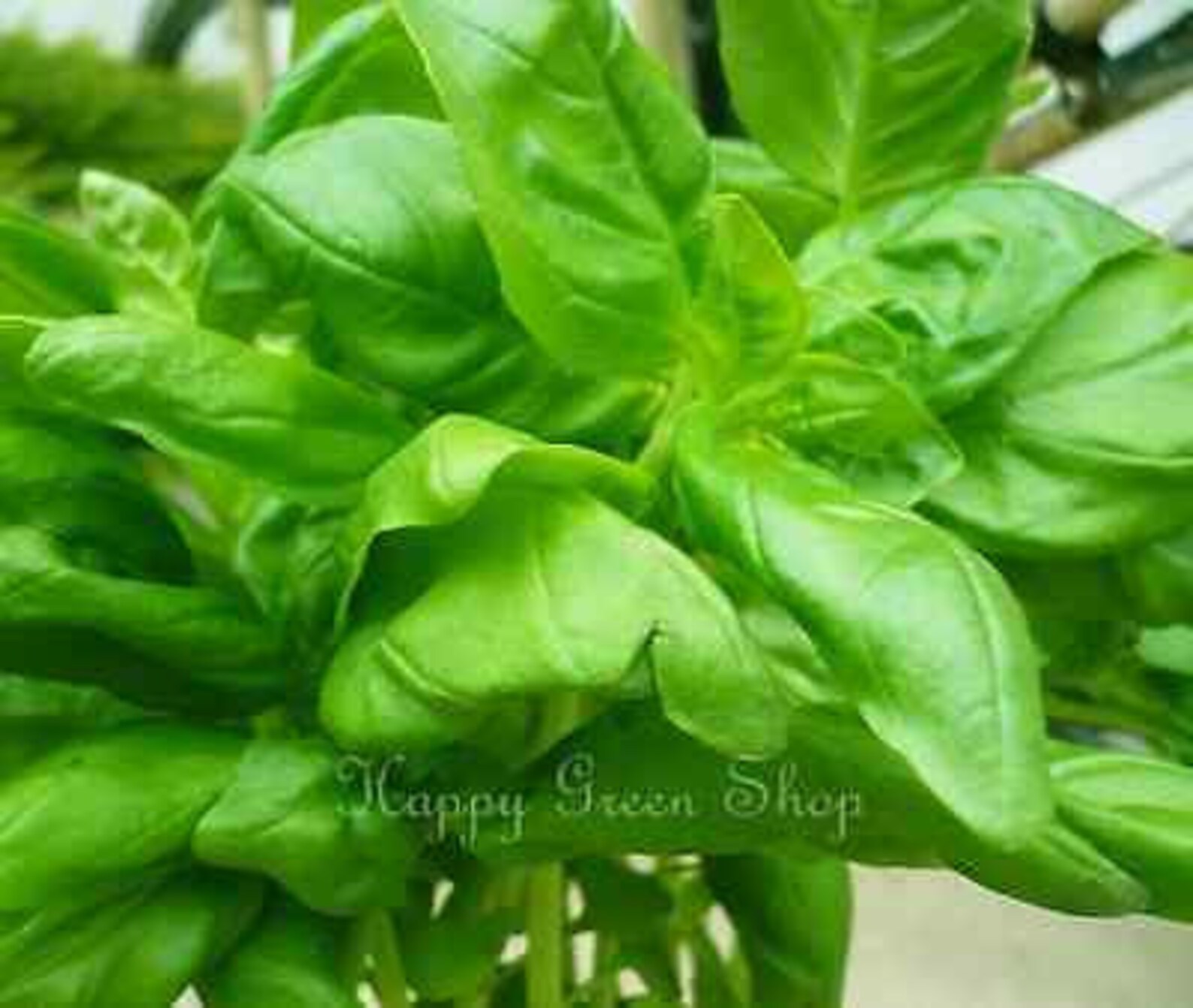 Basil ITALIAN SWEET GENOVESE 2000 Seeds Ocimum Basilicum - Etsy Canada