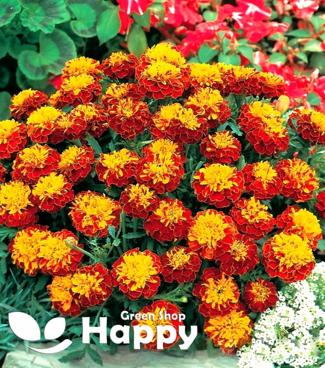 French Marigold Double Petite Harmony - Tagetes Patula Nana - 300 Seeds ...