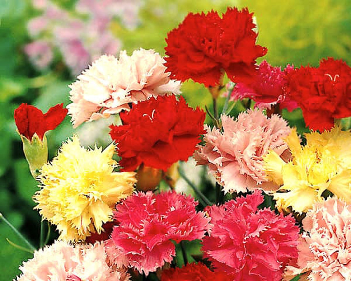 CARNATION MIX Chabaud 330 Seeds Dianthus Caryophyllus | Etsy Canada