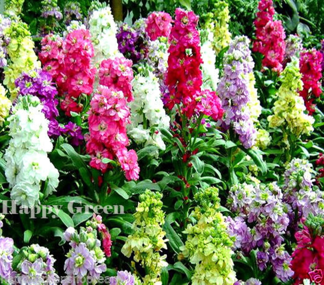 COLUMN STOCK Mammouth Excelsior 100 SEEDS Matthiola - Etsy