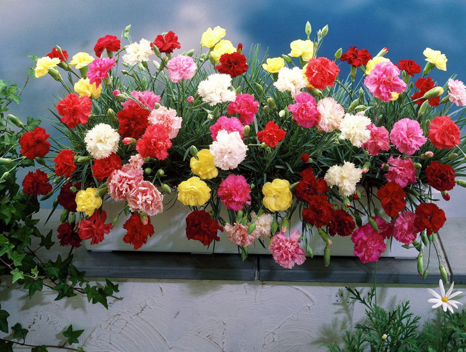 CARNATION MIX Chabaud 330 Seeds Dianthus Caryophyllus | Etsy Canada