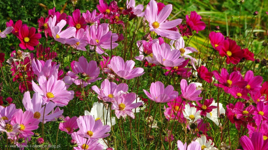 FLOWER COSMOS Sea Shells Mix 400 Seeds Cosmos - Etsy UK