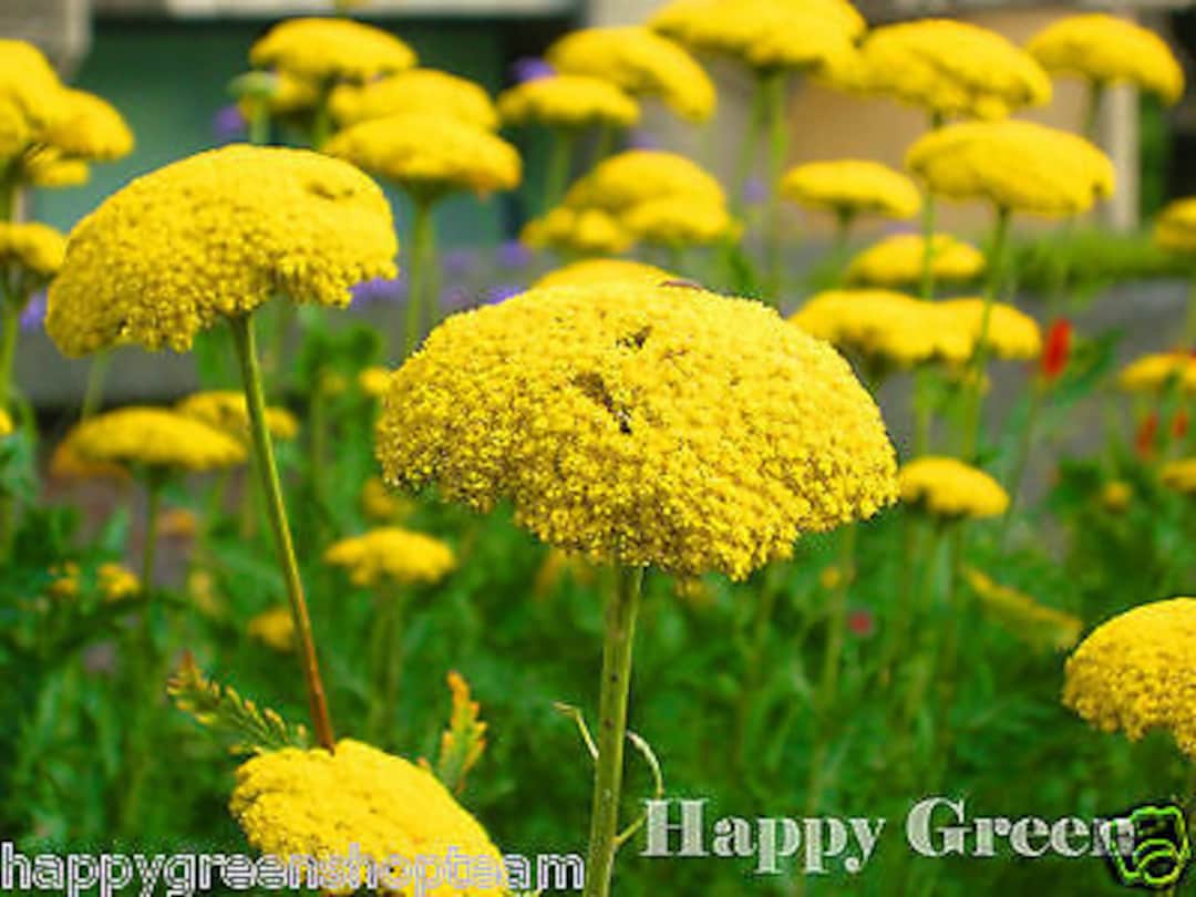 YARROW CLOTH of GOLD - Achillea Filipendulina - 3100 Seeds - Perennials ...