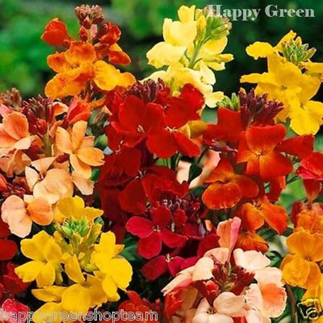 Wallflower - MY FAIR LADY - 300 Seeds - Cheiranthus Cheiri - Biennial ...