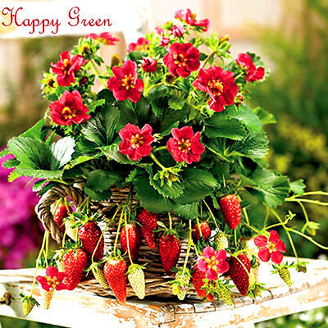 Strawberry Trailing Rainbow Treasure F1 Fragaria X Ananassa | Etsy