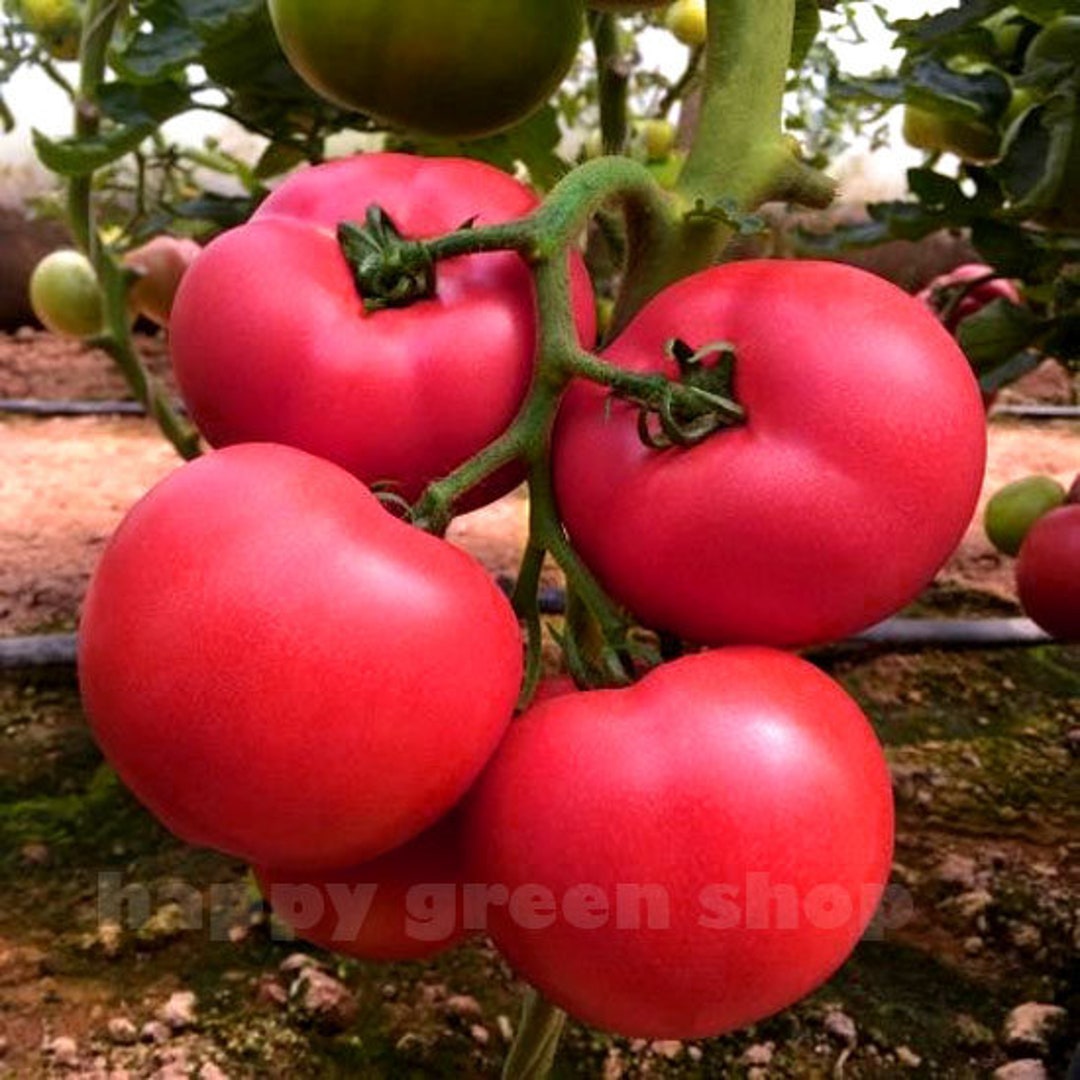 TOMATO- Adonis 150 Seeds - Pink Raspberry Tomato - Indeterminate - Etsy