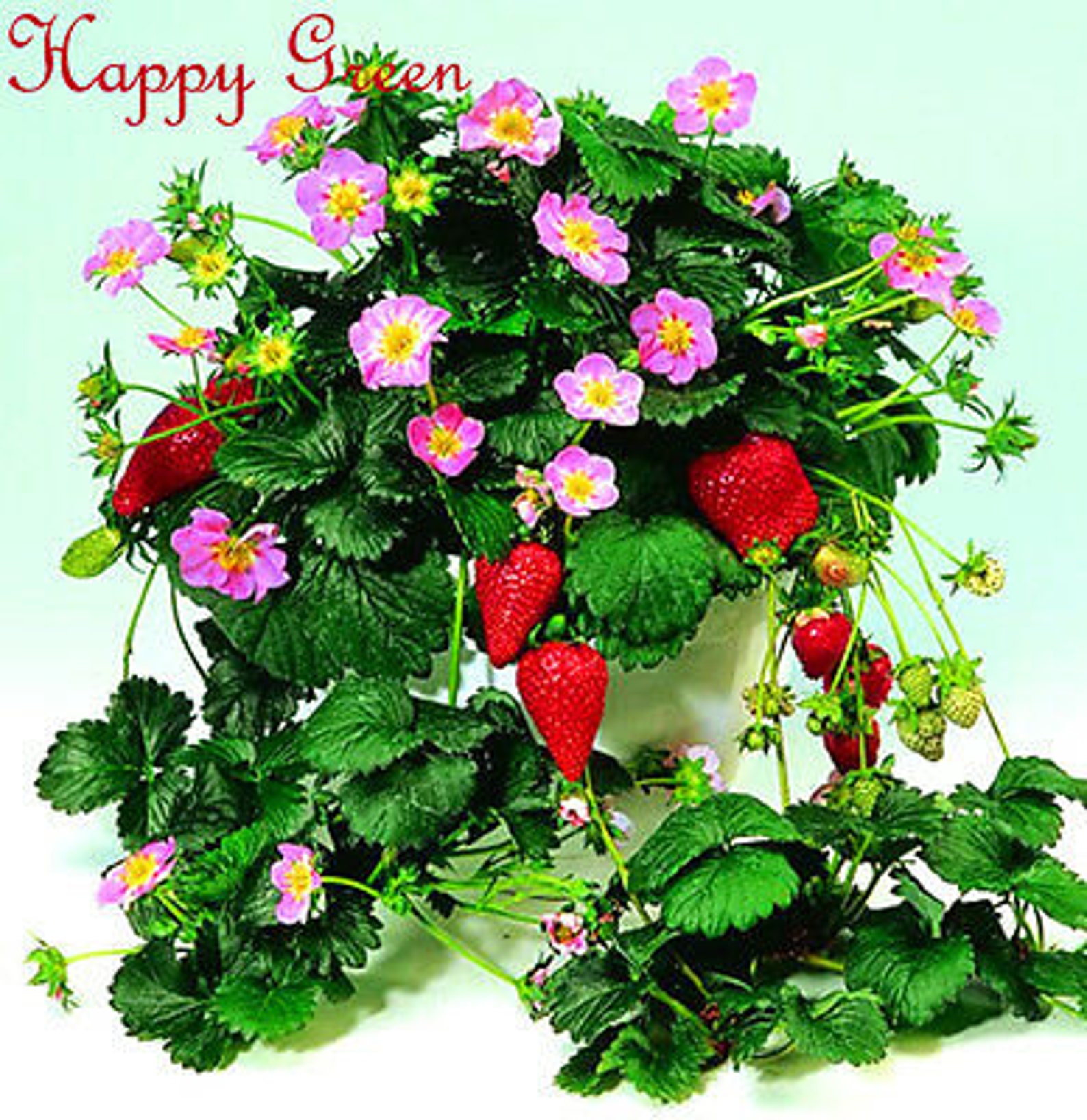 Strawberry Trailing Rainbow Treasure F1 - Fragaria X Ananassa - 5 SEEDS ...
