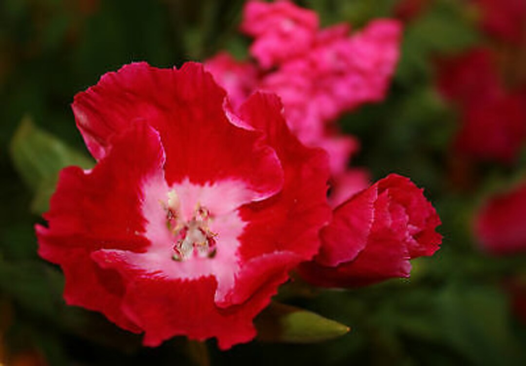 GODETIA GRAND. BRILLIANT Red - 2000 Seeds - Clarkia Amoena - Farewell ...