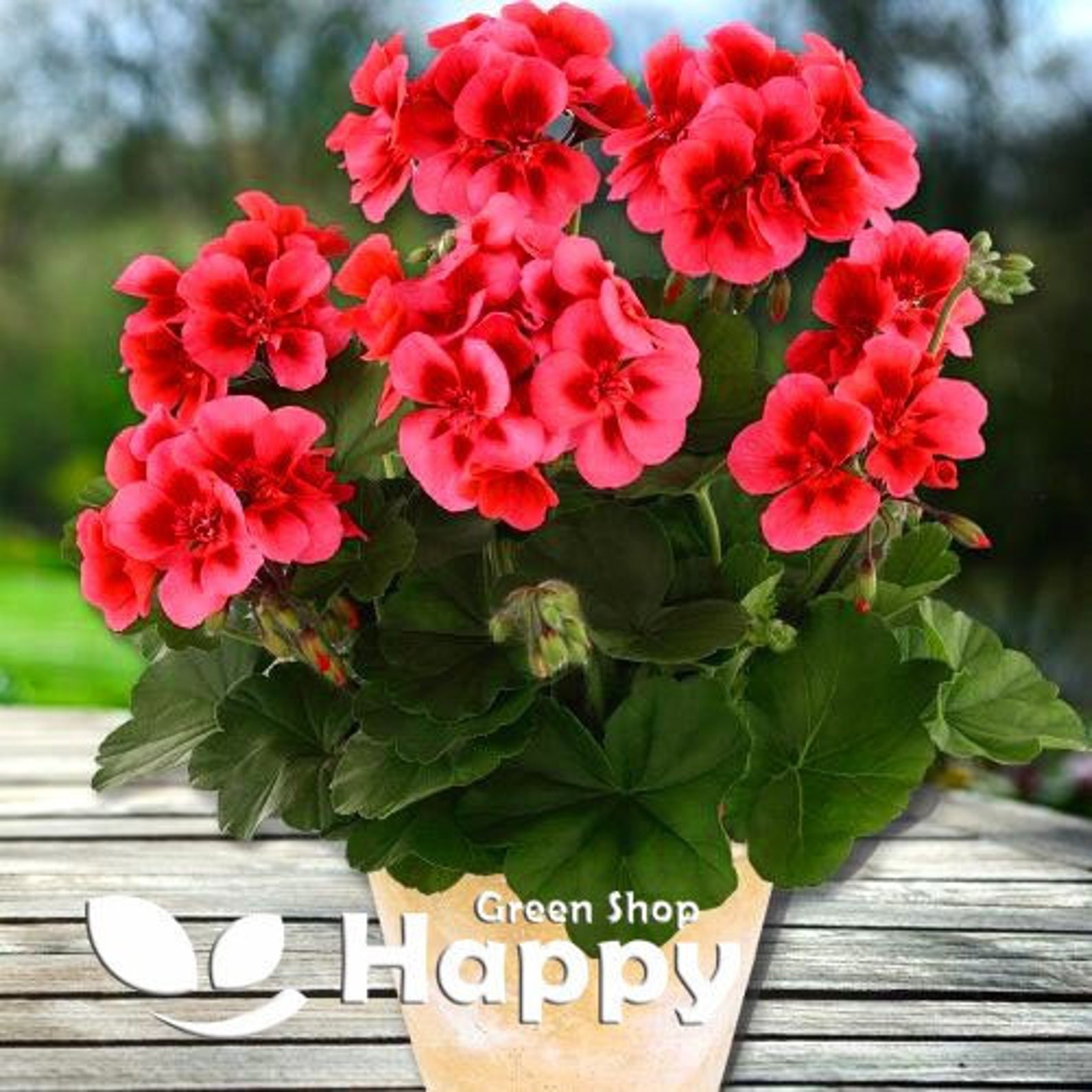 10 Seeds F2 BICOLOR RED GERANIUM Colorama Pelargonium Zonale - Etsy Canada