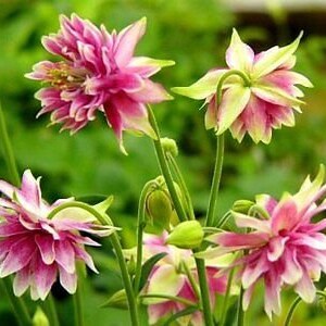 NORA BARLOW - COLUMBINE Pink - Aquilegia Vulgaris - 100 Seeds - Rare ...