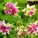 NORA BARLOW - COLUMBINE Pink - Aquilegia Vulgaris - 100 Seeds - Rare ...