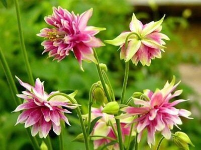NORA BARLOW - COLUMBINE Pink - Aquilegia Vulgaris - 100 Seeds - Rare ...