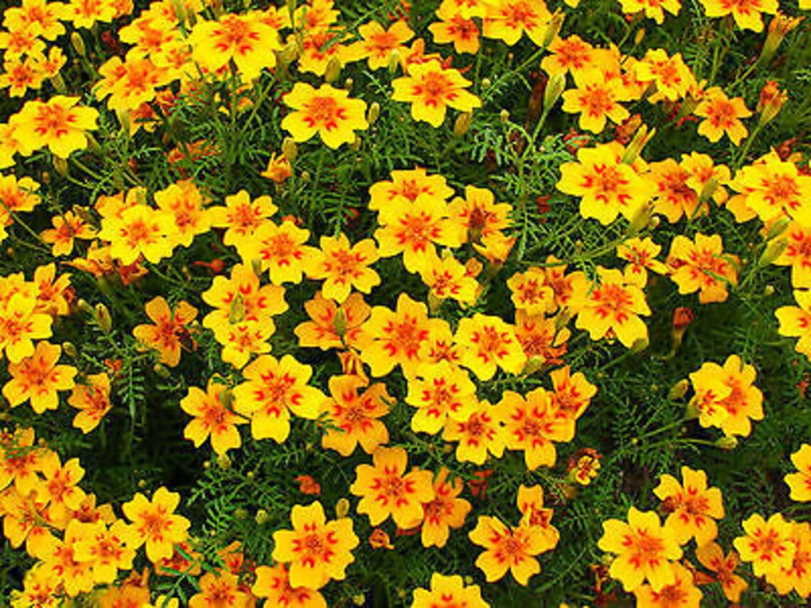 Signet Marigold Mixed Gem - Tagetes Tenuifolia - 300 Seeds - Balcony ...