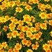 Signet Marigold Mixed Gem - Tagetes Tenuifolia - 300 Seeds - Balcony ...