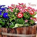 Cineraria Hybrida Dwarf Mix - Amigo Strain - 10 Seeds - Senecio ...