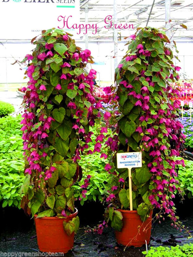 PURPLE BELL VINE Rhodochiton Atrosanguineus 12 seeds Great | Etsy